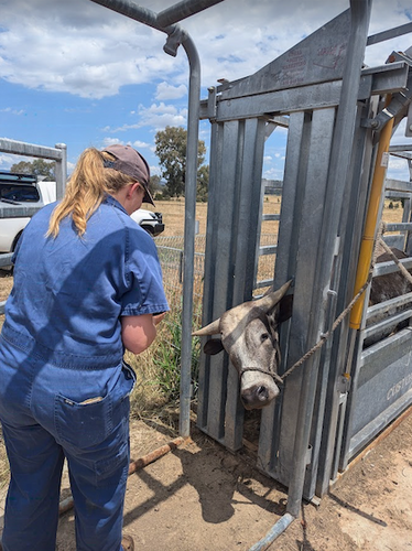 Cutting a Bulls Horns – Wolki Farm